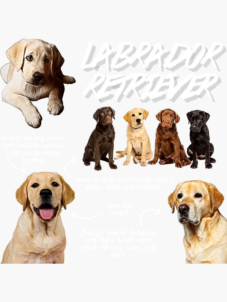 "Labrador Retriever Fun Facts" Sticker for Sale by KyleNesas | Redbubble