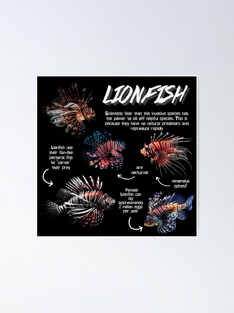 "Lionfish Fun Facts" Poster for Sale by KyleNesas | Redbubble