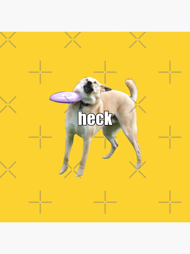 Frisbee Dog Meme Jasper ADOPTED 🤍 Long Timer Frisbee Is Still