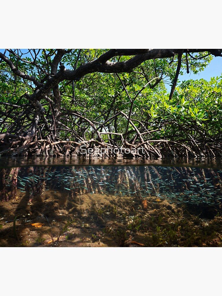 "Mangrove trees in the sea and fish underwater" Sticker for Sale by ...
