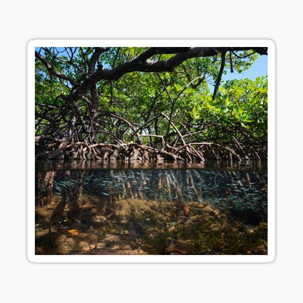 "Mangrove trees in the sea and fish underwater" Sticker for Sale by ...
