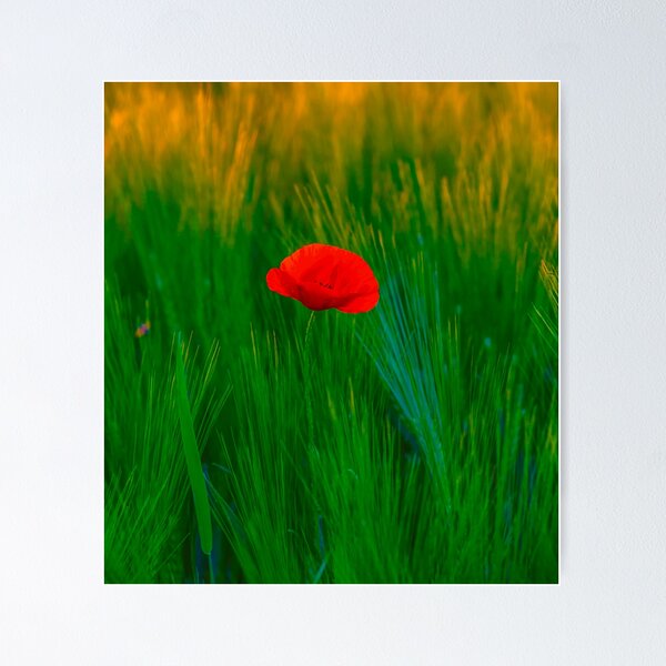 "green grass red poppy flower " Poster for Sale by JD369 | Redbubble