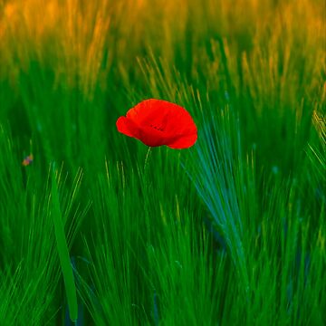 "green grass red poppy flower " Poster for Sale by JD369 | Redbubble
