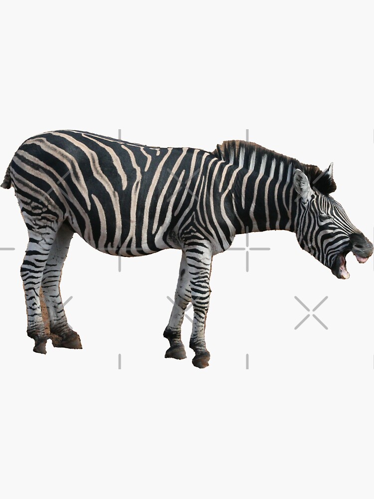 "Laughing zebra" Sticker for Sale by DrAgonPhotos | Redbubble