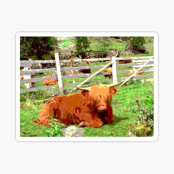 "Angus the Cow" Sticker for Sale by LearsInteriors | Redbubble