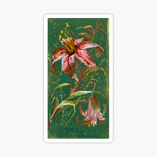 "Tiger Lily (Lilium superbum)" Sticker for Sale by AllFavorites | Redbubble