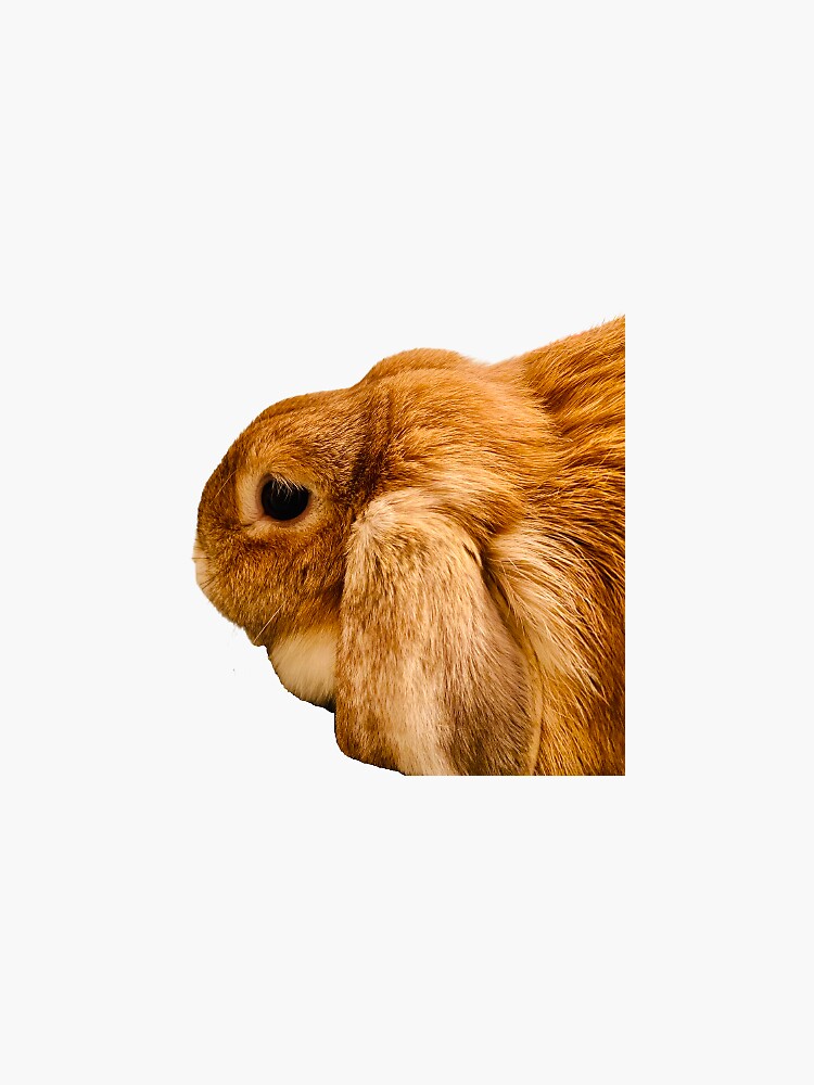 "Holland Lop Rabbit - Young Female Red and White" Sticker for Sale by ...