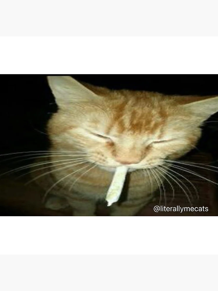 Cat Smoking Weed Meme A Curious Cat Poses With A Cigarette Gazing