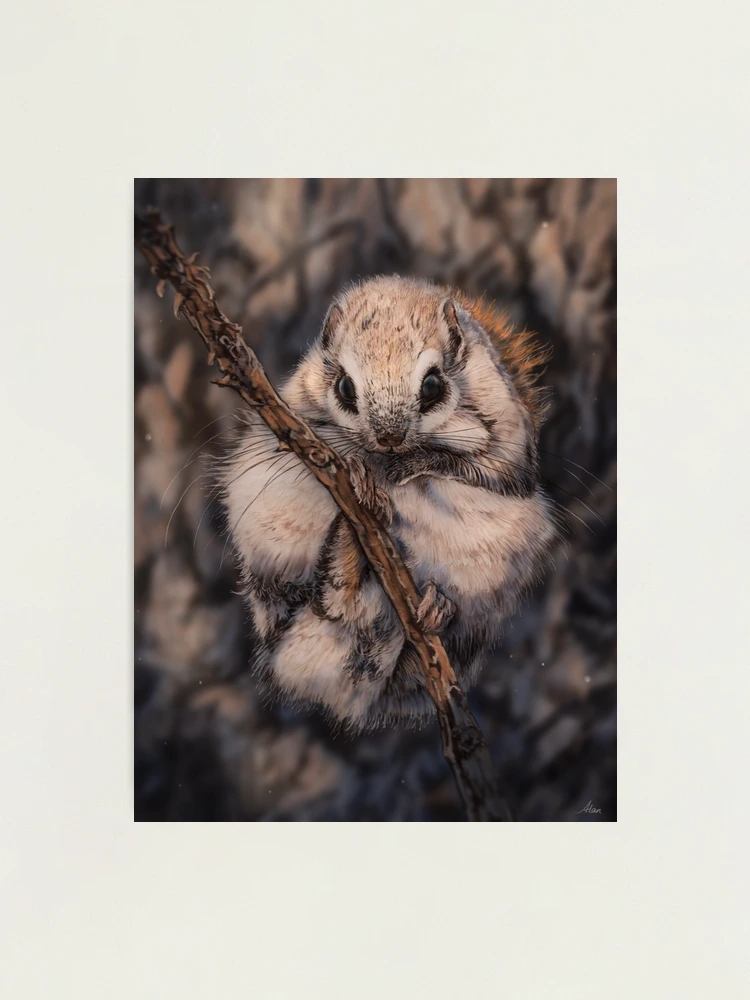 Baby Japanese Dwarf Flying Squirrel