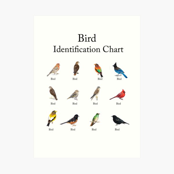 "Funny Bird identification Chart" Art Print for Sale by BadGumbo ...
