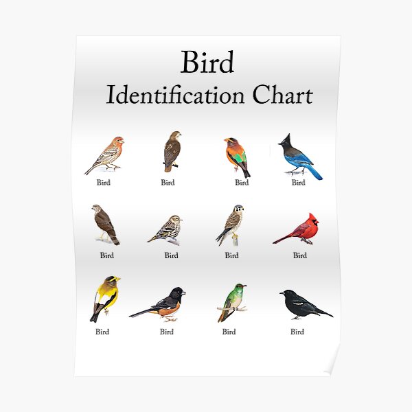 "Funny Bird identification Chart" Poster for Sale by BadGumbo | Redbubble
