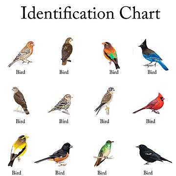 "Funny Bird identification Chart" Art Print for Sale by BadGumbo ...