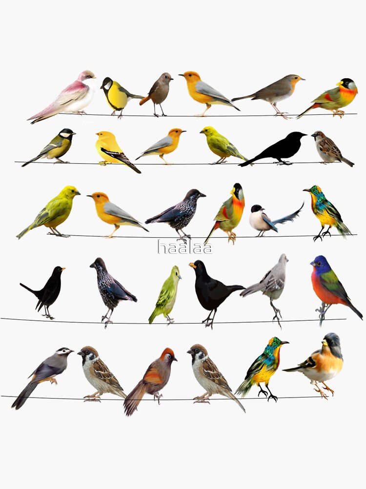 "birds charge on power lines" Sticker for Sale by haalaa | Redbubble