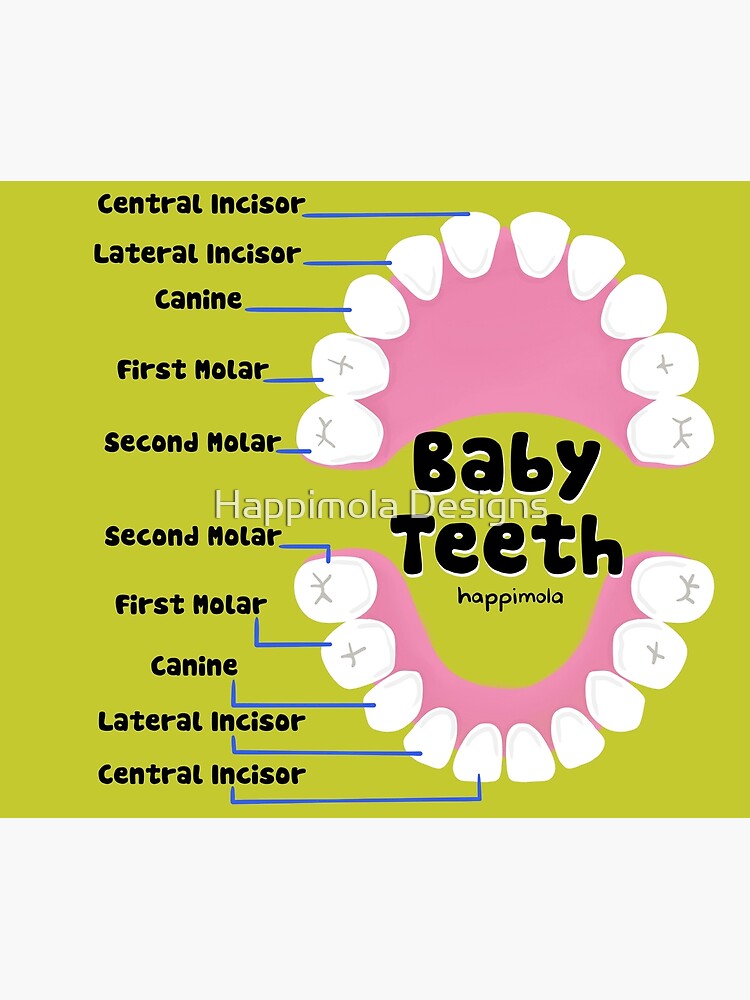 "Baby Teeth names illustration - for Dentists, Hygienists, Dental ...