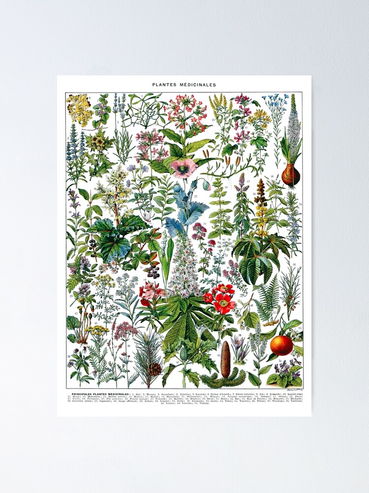 "medicinal plants (plantes medicinales) white/transparent background ...