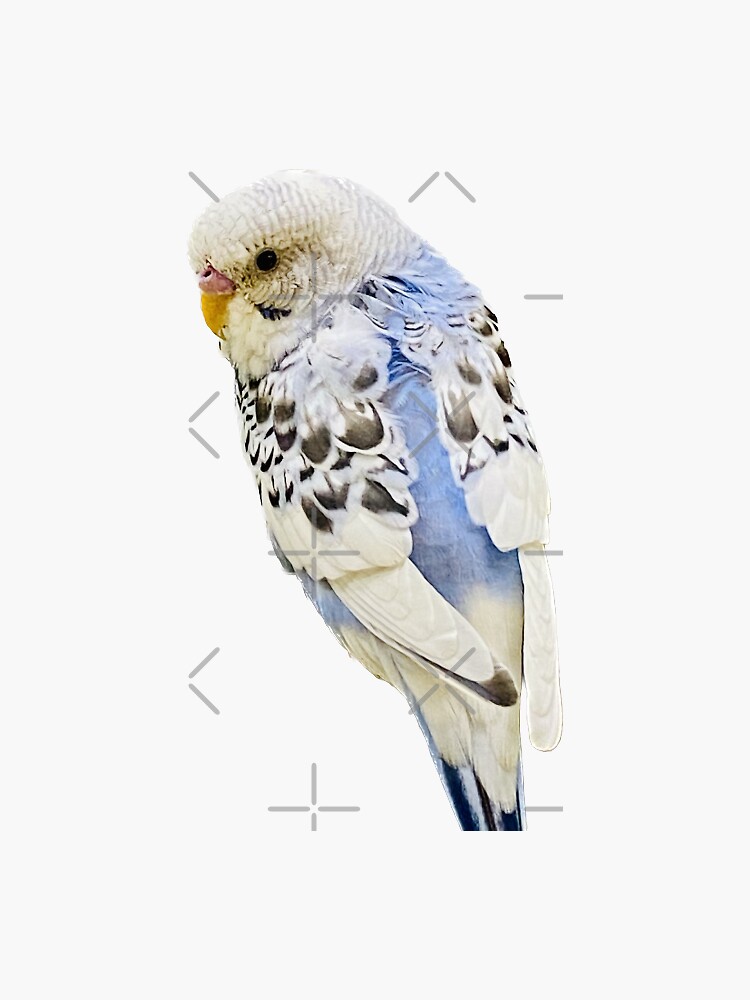 "Parakeet - Female Sky Blue and White Opaline Spangled" Sticker for ...