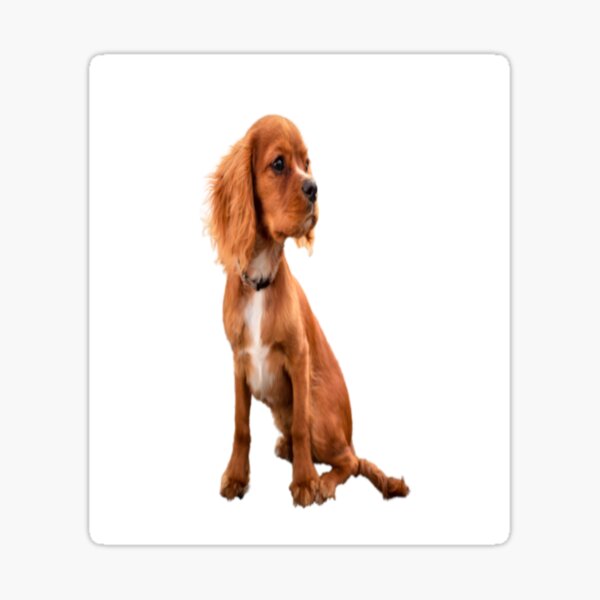 "Sitting dog" Sticker for Sale by KAZ-Kowalski | Redbubble