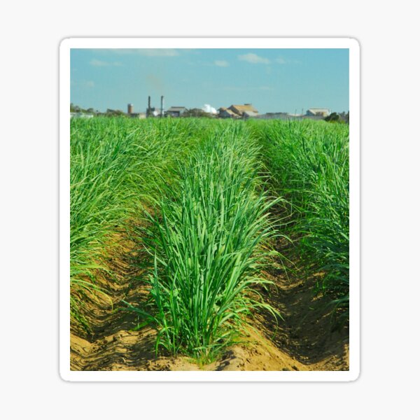 "Bundy Sugar Cane " Sticker for Sale by Funnylovely | Redbubble