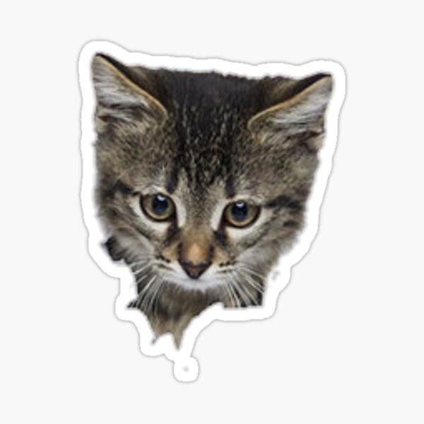 "Cats" Sticker by store-201 | Redbubble