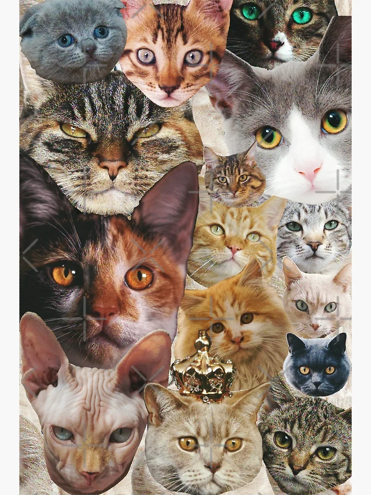 Collage De Gatos Cat Collage