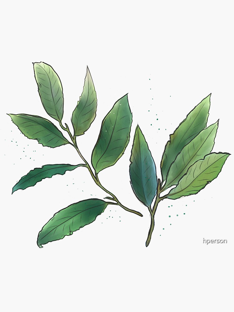 "Bay Leaves" Sticker for Sale by hperson | Redbubble