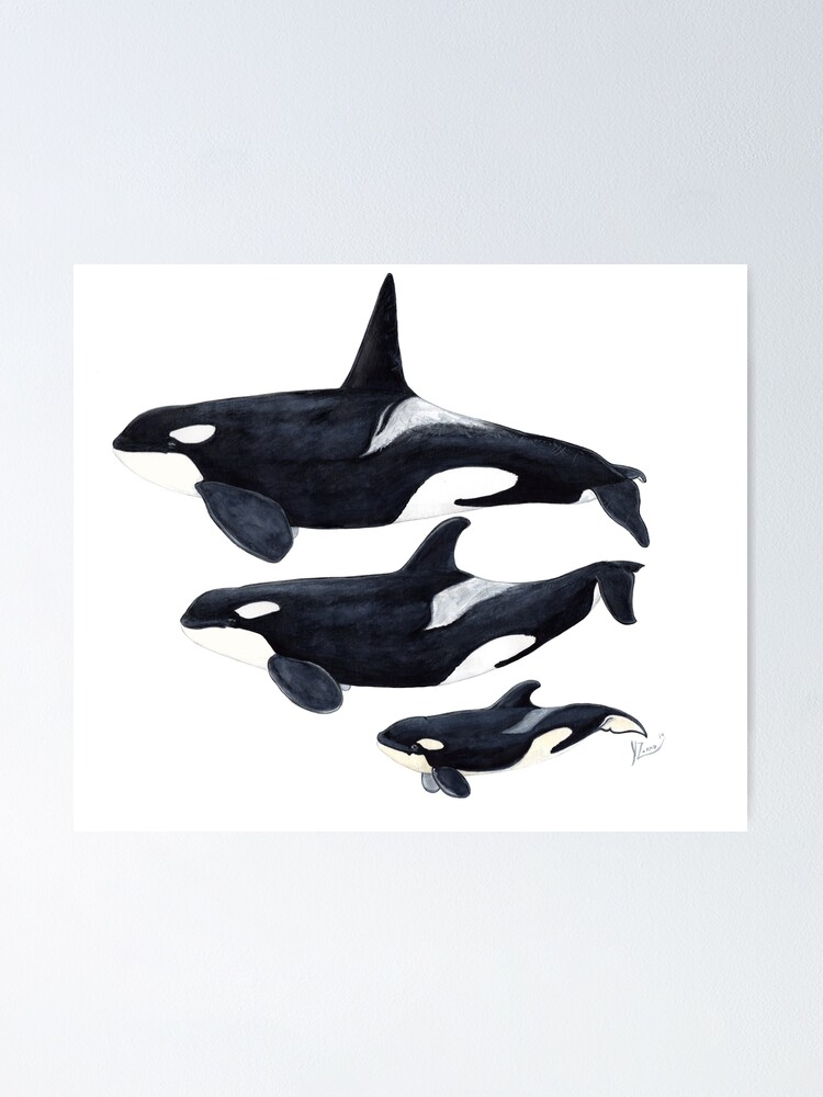 "Orca" Poster by CHLOEYZOARD | Redbubble