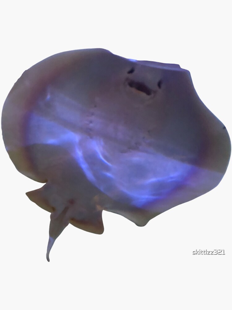 "Happy Stingray" Sticker for Sale by skittlzz321 | Redbubble