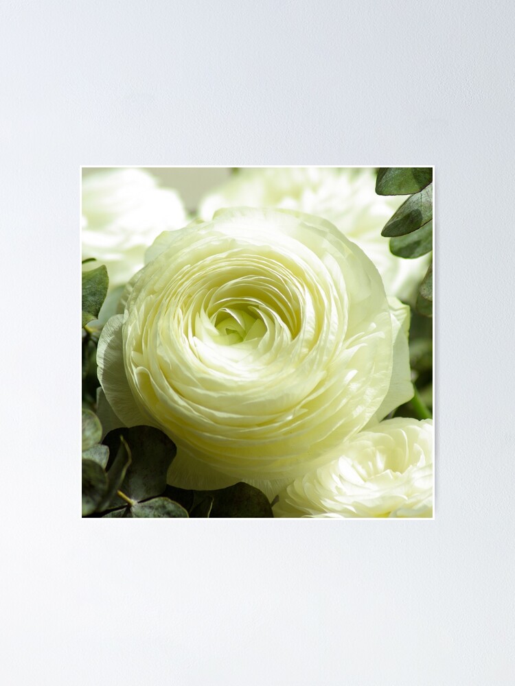 "Classic white rose" Poster by PurefireDesigns | Redbubble