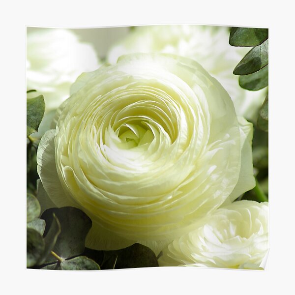 "Classic white rose" Poster by PurefireDesigns | Redbubble