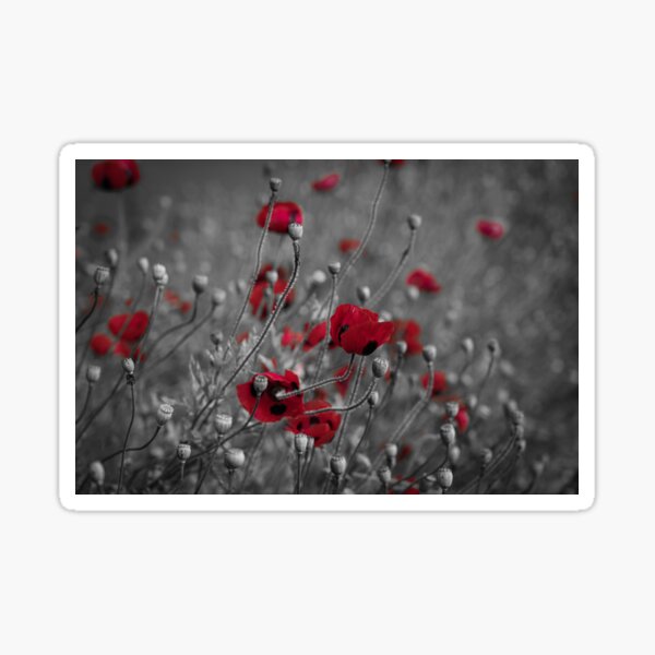 "Poppy Daze" Sticker for Sale by AndyFayeImagery | Redbubble