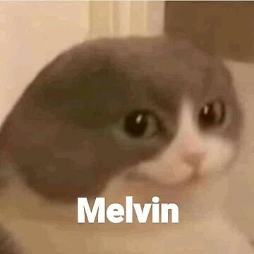 "Melvin Cat Meme" Sticker for Sale by VirusMinus | Redbubble