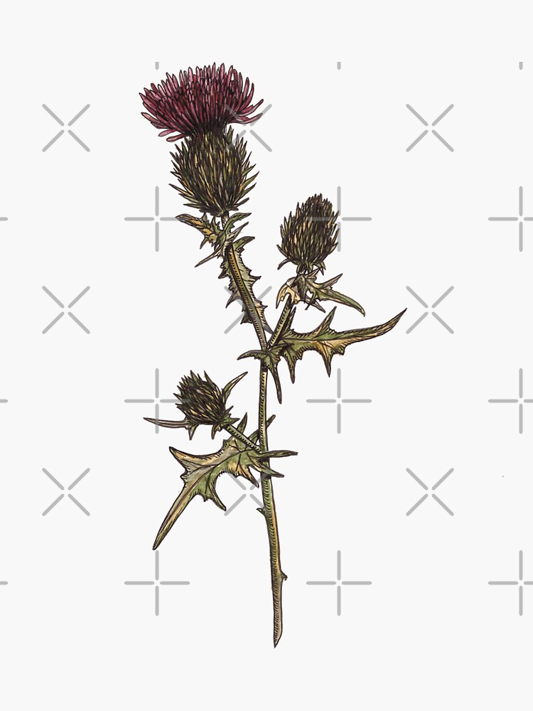 "Thistle" Sticker for Sale by TasiaZenzura | Redbubble