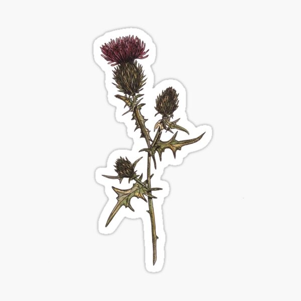 "Thistle" Sticker for Sale by TasiaZenzura | Redbubble