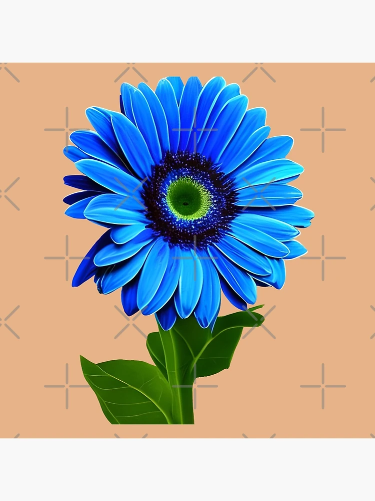 Blue Gerbera Daisy Flowers