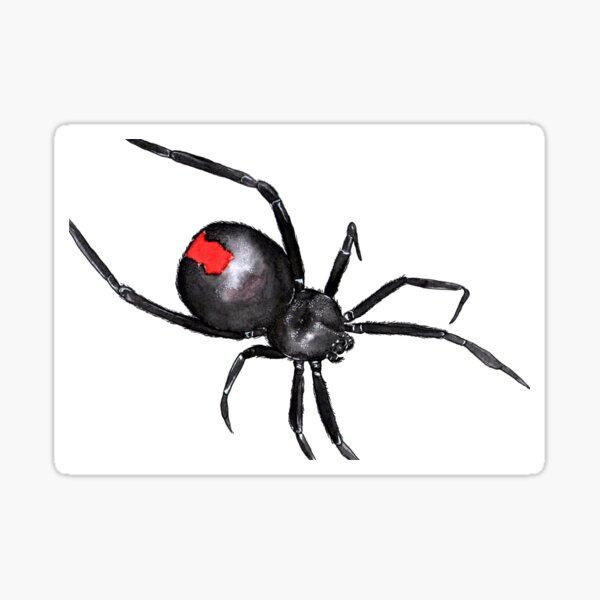 Redback Spider Stickers | Redbubble