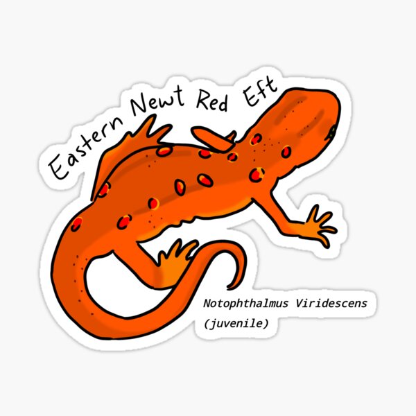 "Red Eft Newt _ black text " Sticker for Sale by M.Greenlund Content ...