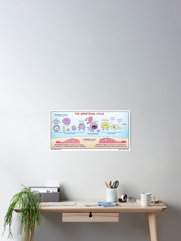 "The Menstrual Cycle" Poster for Sale by Medcomic | Redbubble