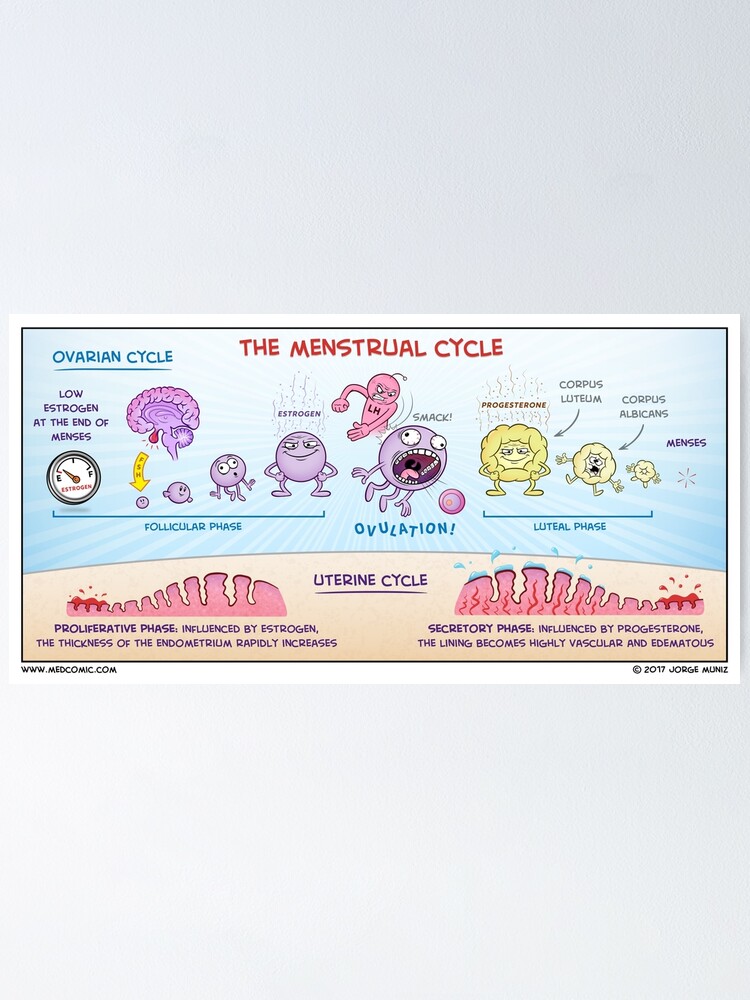 "The Menstrual Cycle" Poster for Sale by Medcomic | Redbubble