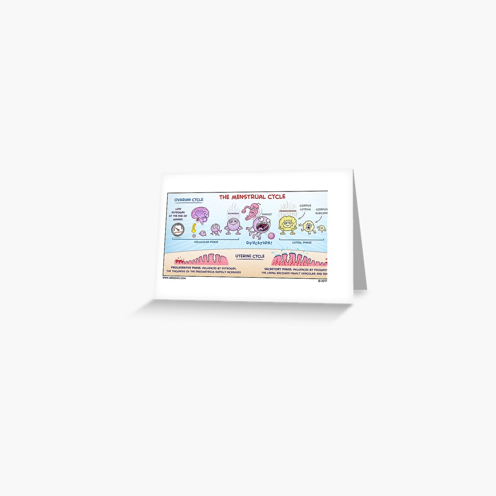 "The Menstrual Cycle" Poster for Sale by Medcomic | Redbubble