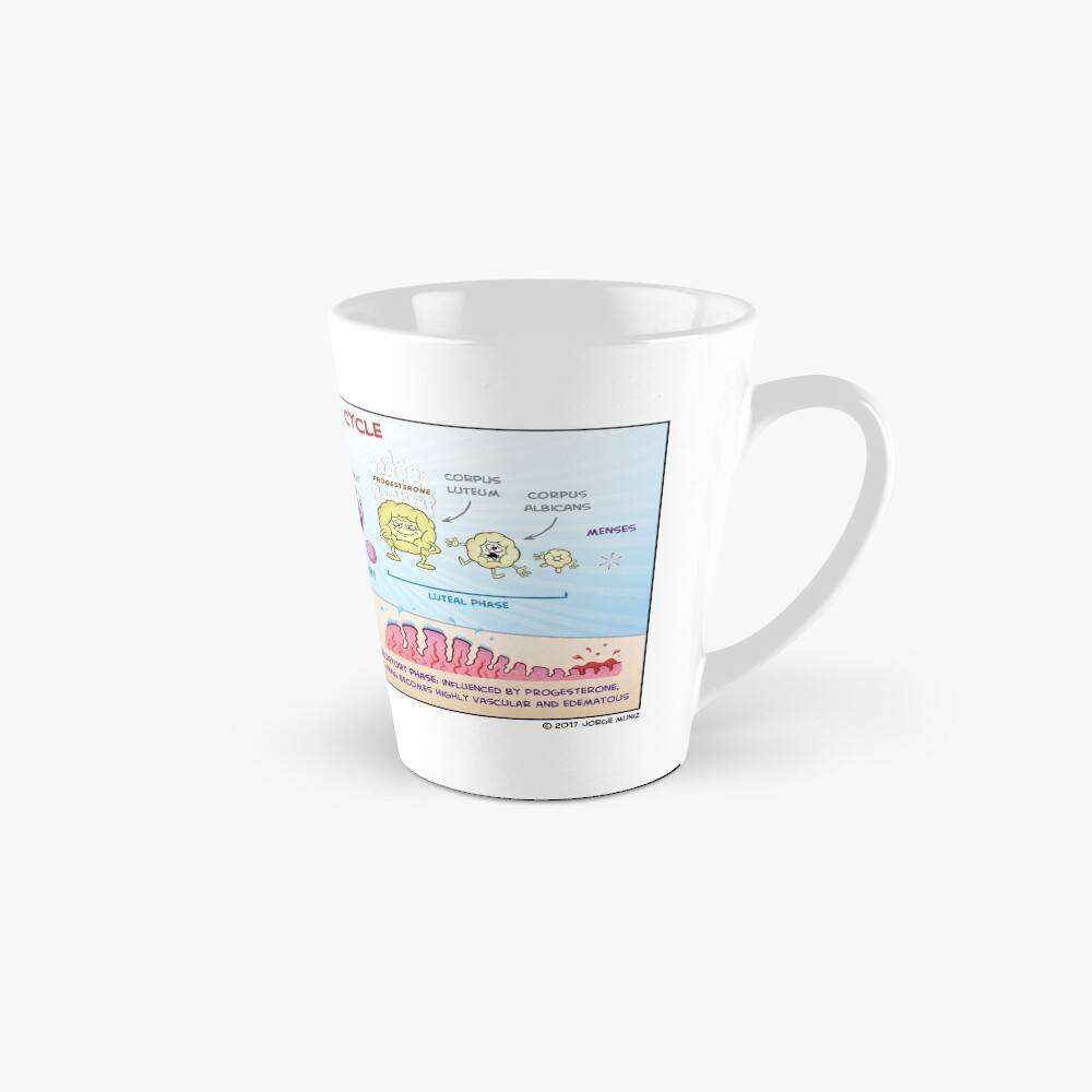 "The Menstrual Cycle" Poster for Sale by Medcomic | Redbubble