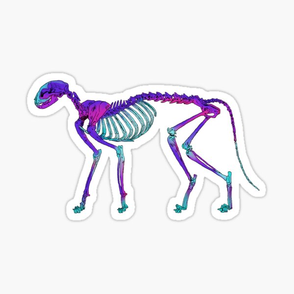 "Cat Skeleton Diaphonized Specimen" Sticker for Sale by TrapperWeasel ...