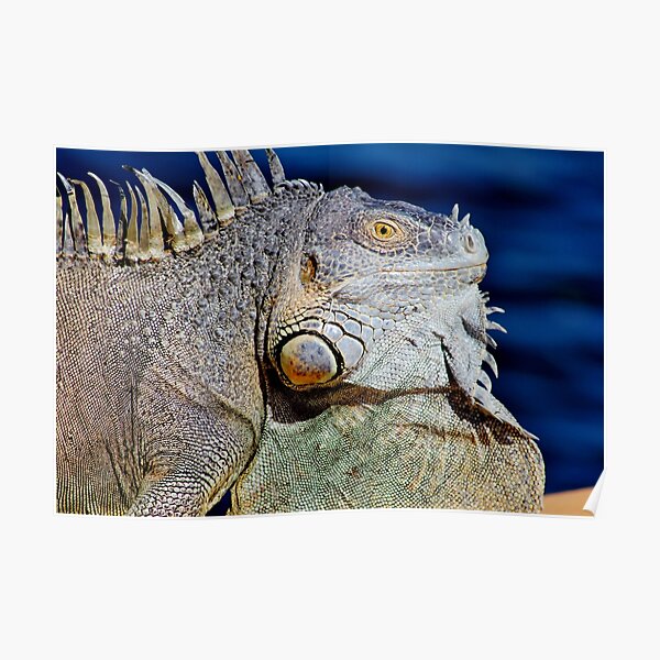 "Iguana" Poster for Sale by EvieVictoria | Redbubble