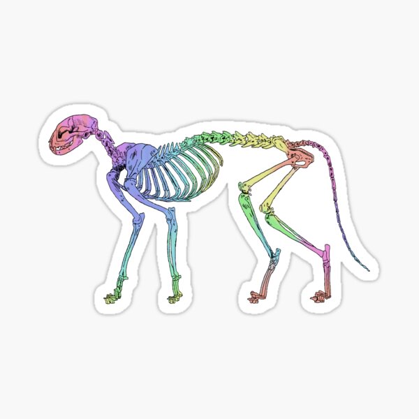 "Cat Skeleton Rainbow" Sticker for Sale by TrapperWeasel | Redbubble