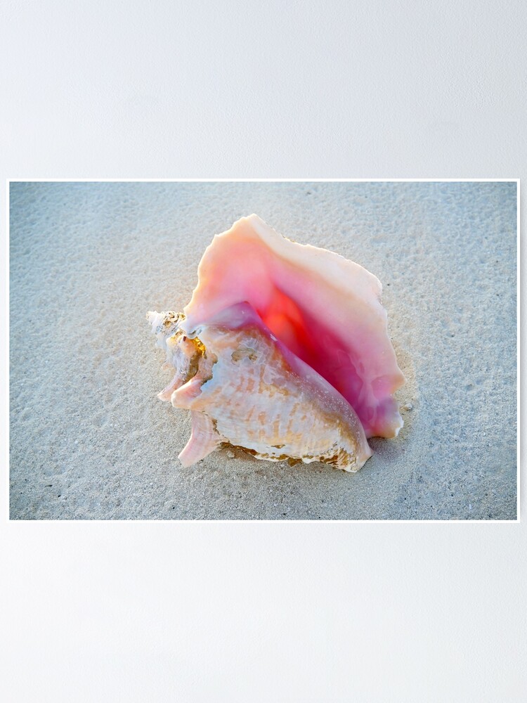 "Queen Conch Shell on Bahamas Beach" Poster for Sale by cathysherman ...