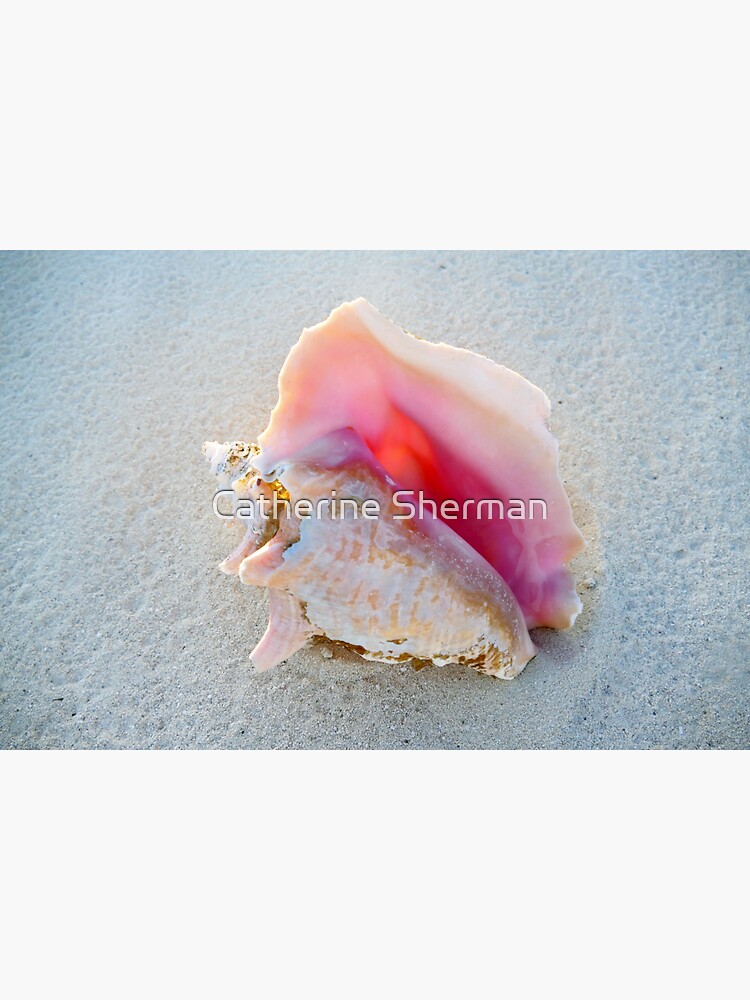 "Queen Conch Shell on Bahamas Beach" Sticker by cathysherman | Redbubble