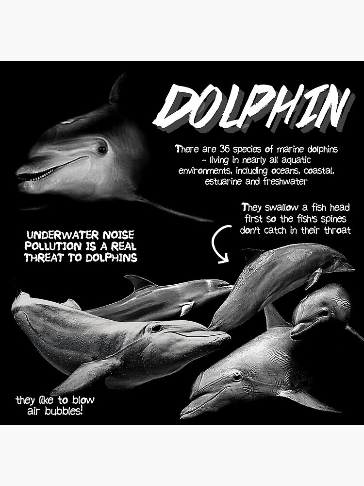 "Dolphin Fun Facts" Poster for Sale by KyleNesas | Redbubble
