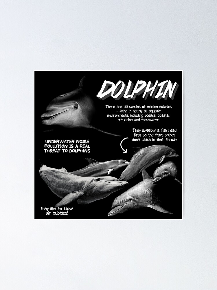"Dolphin Fun Facts" Poster for Sale by KyleNesas | Redbubble