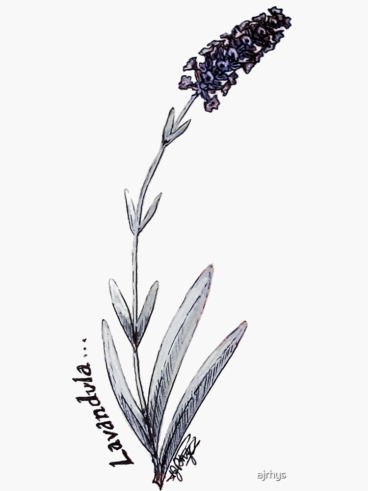 "France Trip 2023 "Upright Lavendula" Lavender Flower Herb Sprig ...