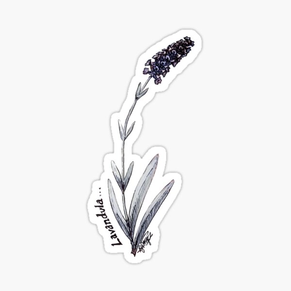 "France Trip 2023 "Upright Lavendula" Lavender Flower Herb Sprig ...