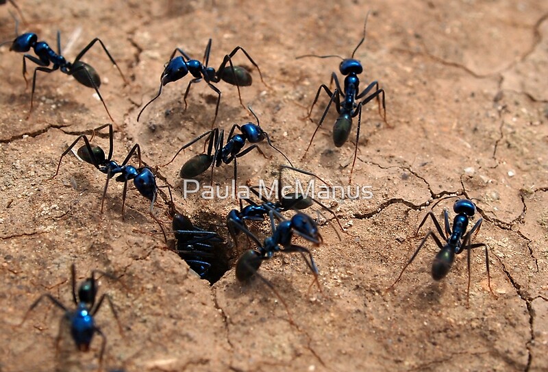 "Blue Bull Ants" by Paula McManus | Redbubble